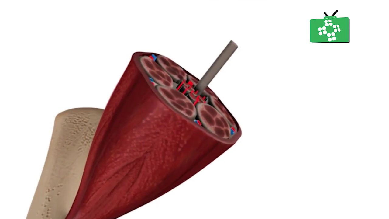 The Muscular System - The First Aid Show