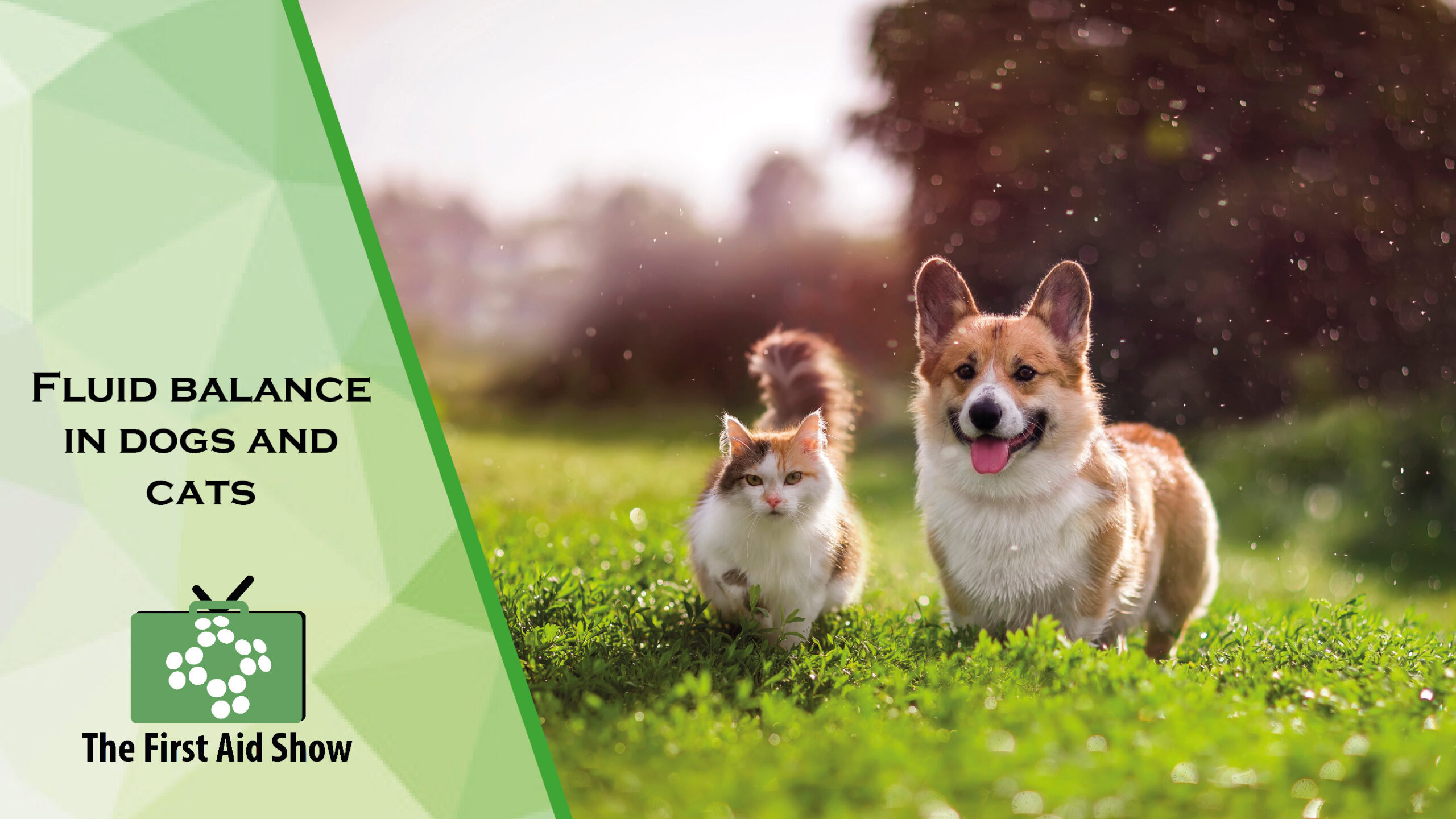 Fluid balance in Dogs and Cats - The First Aid Show