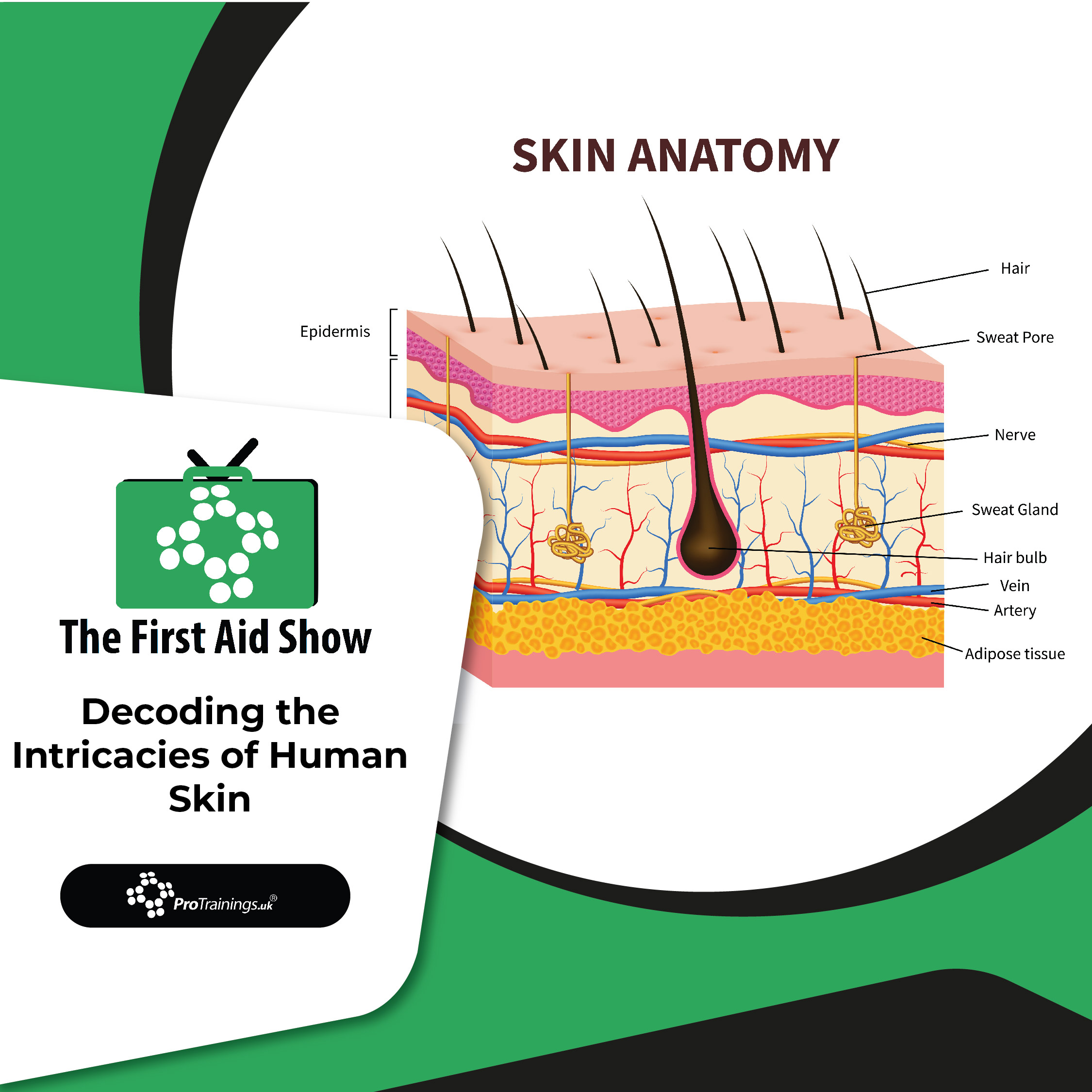Decoding the Intricacies of Human Skin